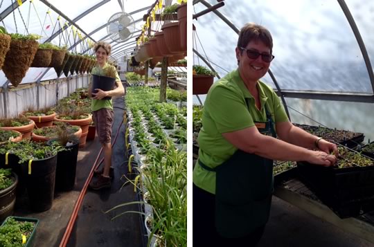 Cut and Dried Flower Farm Glencairn Annuals Perennials Herbs Grasses ...